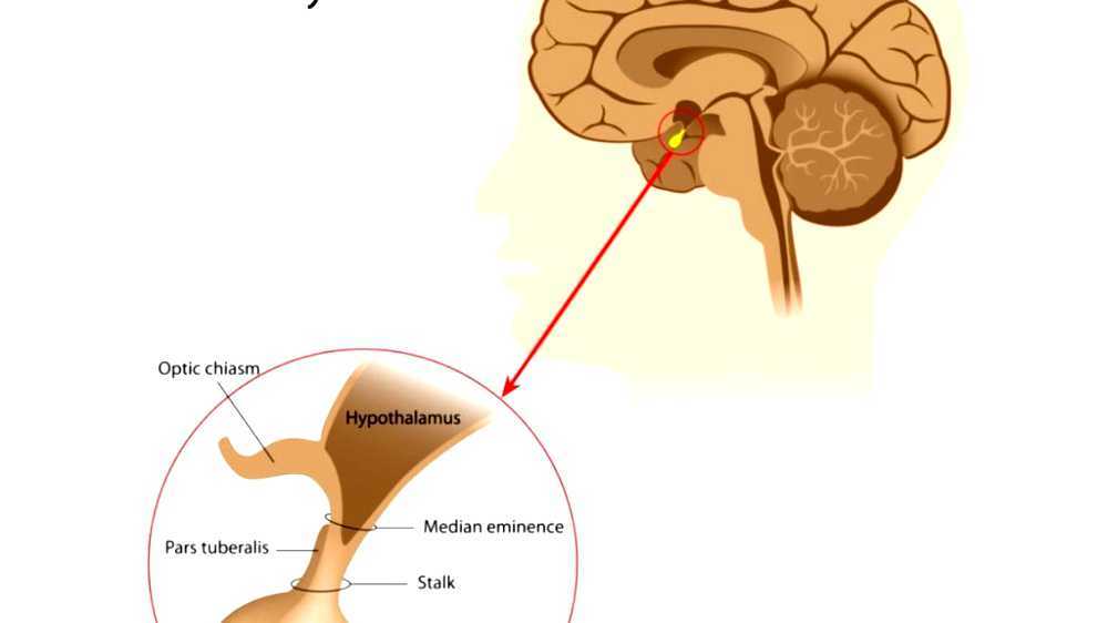Pituitary stalk