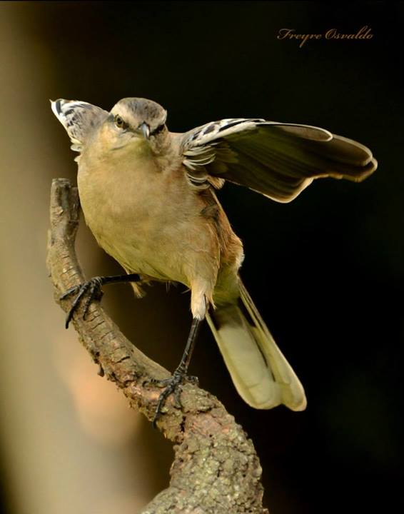 PASSERIFORMES: 813 Mimus saturninus CALANDRIA GRANDE