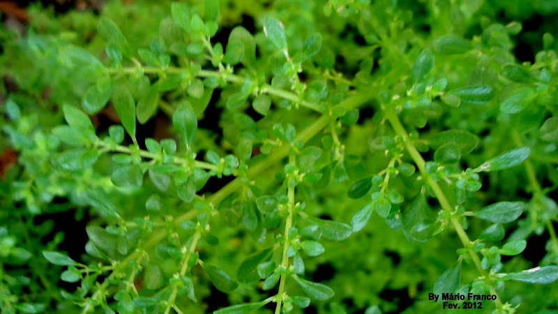 Amaranta: Brilhantina - ( Pilea microphylla )