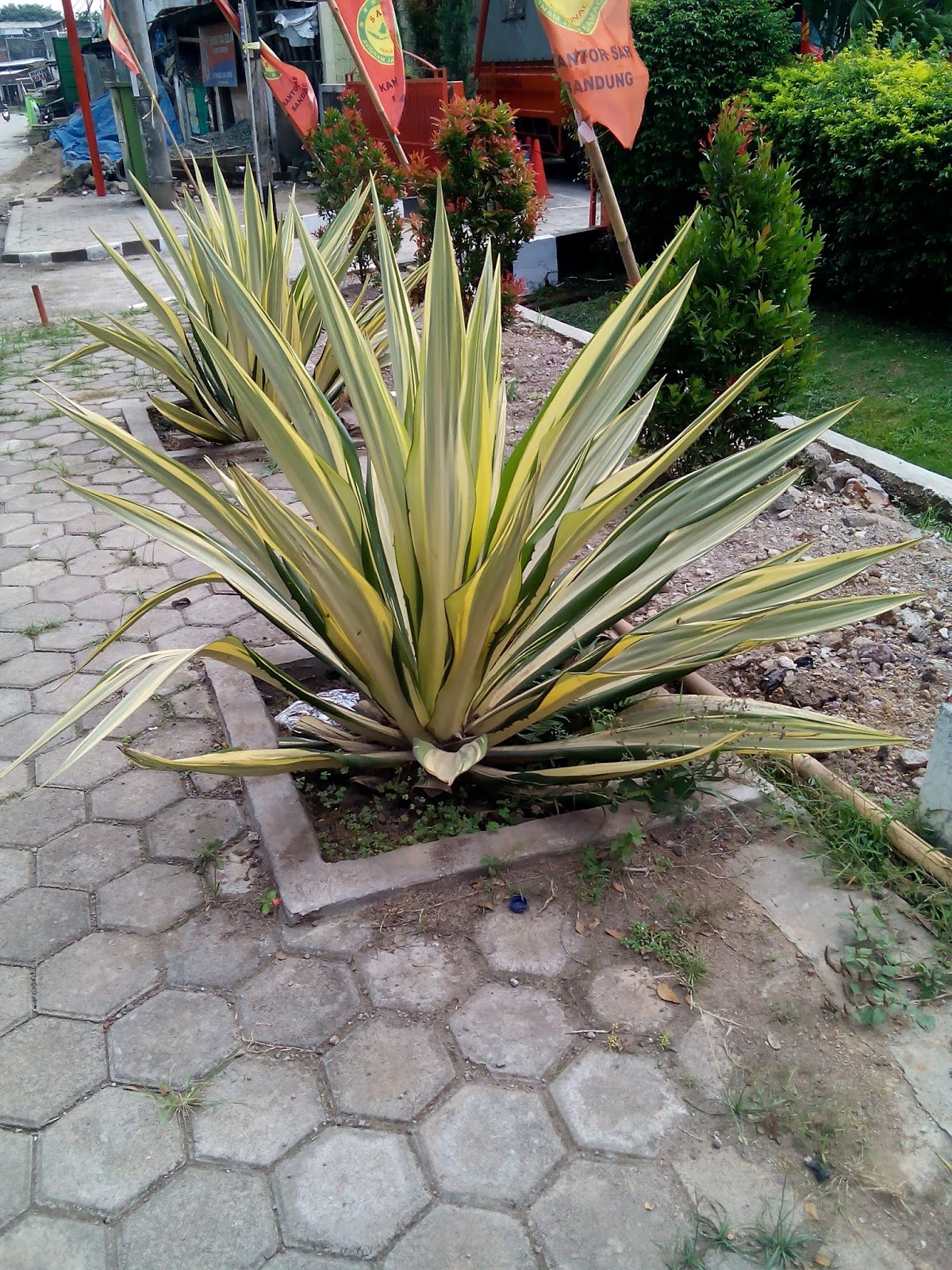 Foto Tanaman Hias Bunga Lidah Mertua | Katabah Komarudin Tasdik