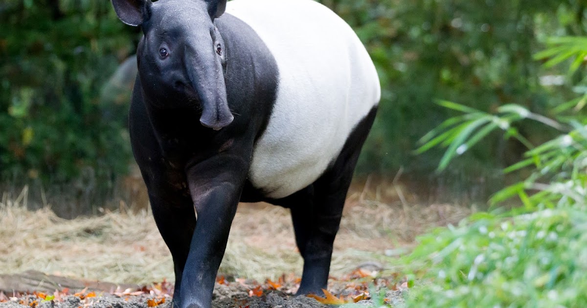 Tapir birth window opens and baby proofing habitat is completed!