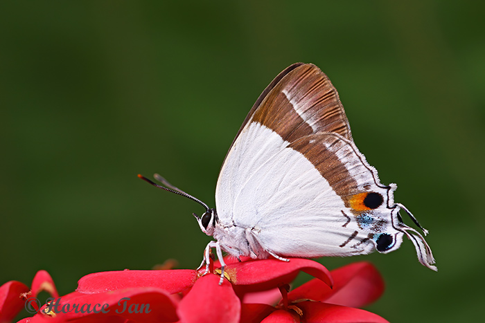 Butterflies of Singapore: Life History of the Banded Royal