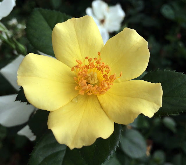 Rose Hybridizing: October 2015