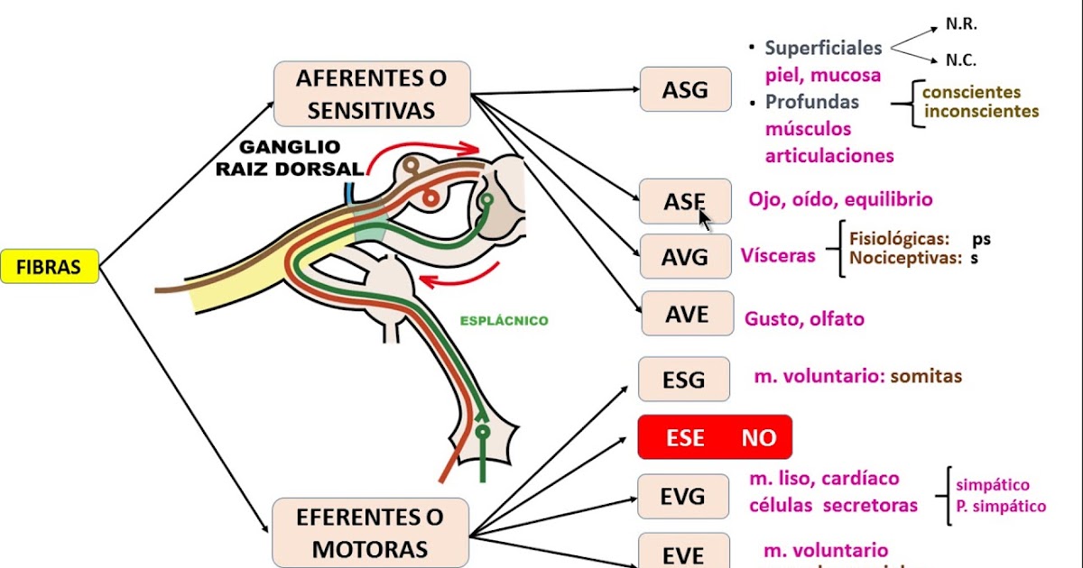 PhysioLife: Vías Aferentes del Sistema Nervioso Periférico y Vía ...