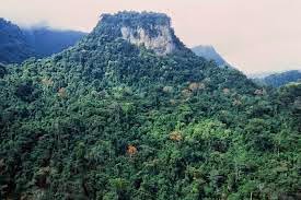 Dendroland: Diario de un Sapito Niñero Oriental (Colostethus Mandelorum)