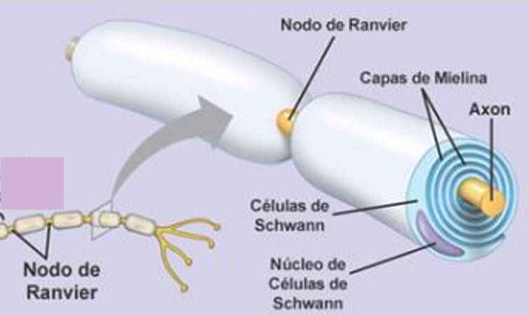 3.- ANATOMÍA DE LA NEURONA