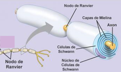 3.- ANATOMÍA DE LA NEURONA