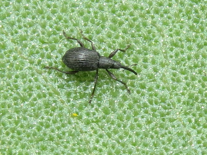 Bug Eric: More Insects From Sunflowers