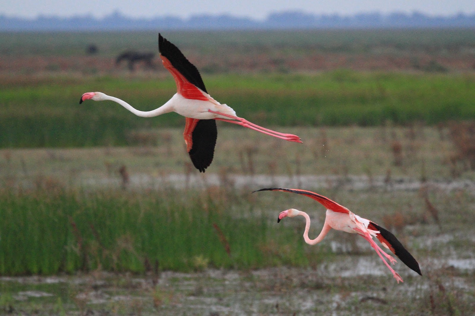 Fotografía y Naturaleza en Doñana: Flamencos en vuelo (Phoenicopterus ...