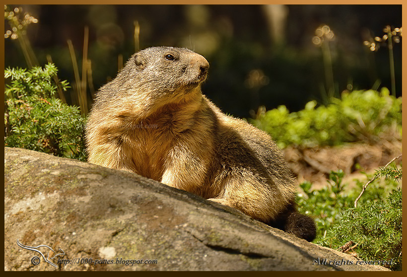 Alpine Marmots | Focusing on Wildlife
