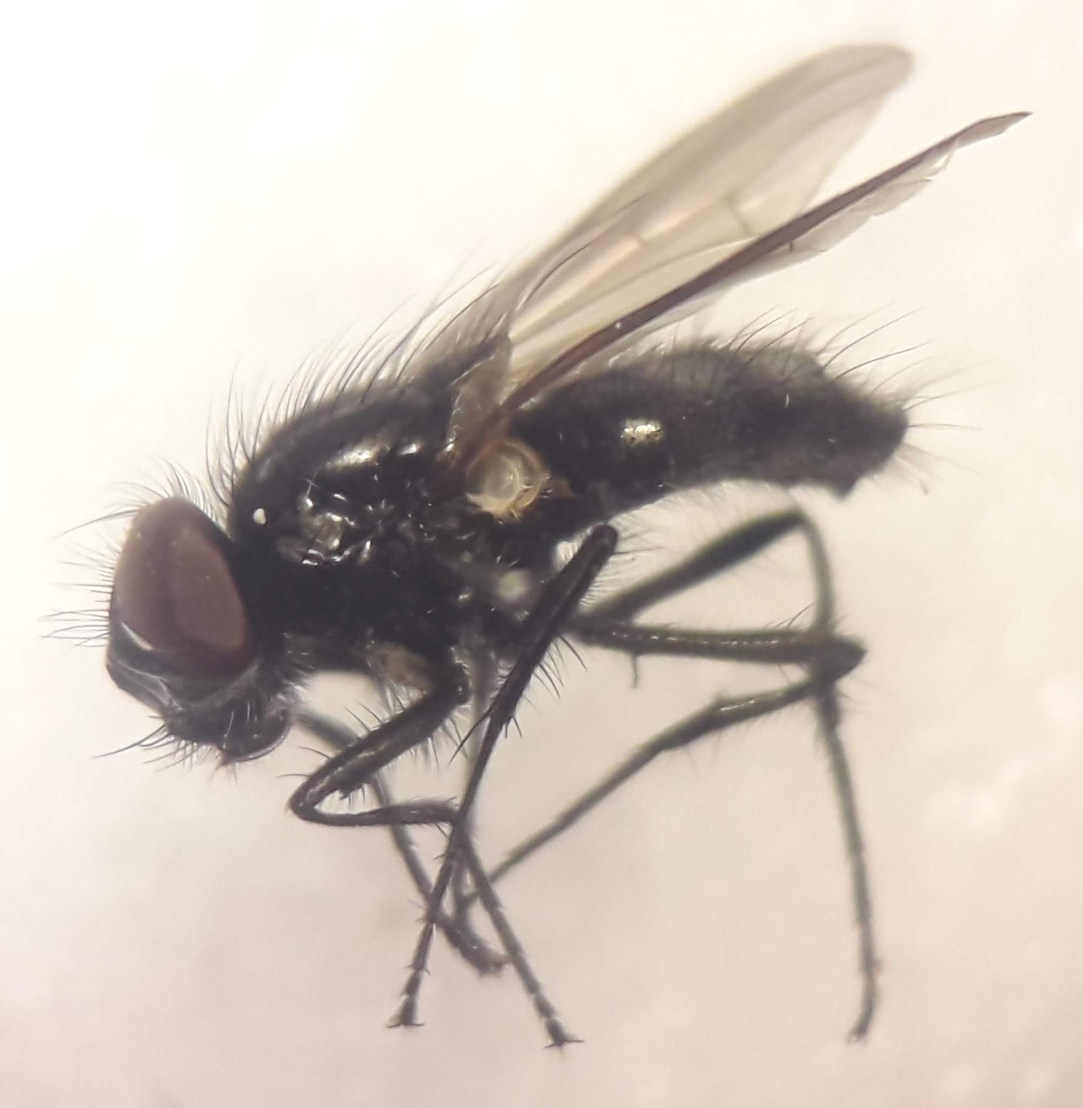 Flies of Fife: Hydrotaea at Cullaloe LNR