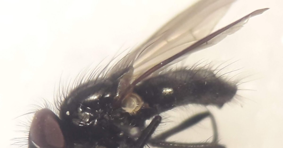 Flies of Fife: Hydrotaea at Cullaloe LNR