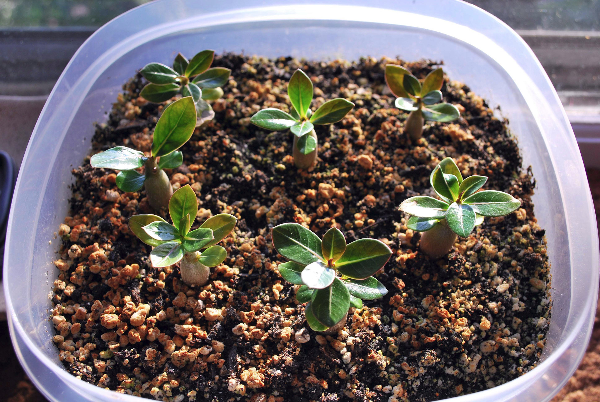 Kalachuchi Atbp: Part IV: Transplanting Adenium Seedlings (with 2020 ...