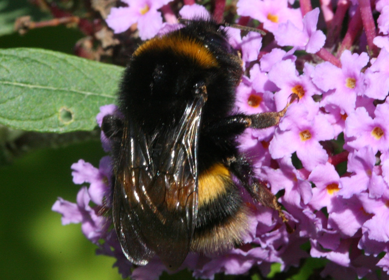 The Narth Wildlife: New Species - Buff-tailed Bumblebee