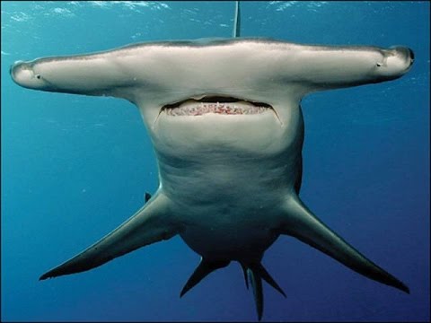 Filo cordados: peixes condrictes e osteíctes. | Biologia: A ciência da vida