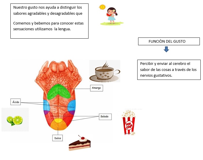 CIENCIA Y AMBIENTE: El Gusto