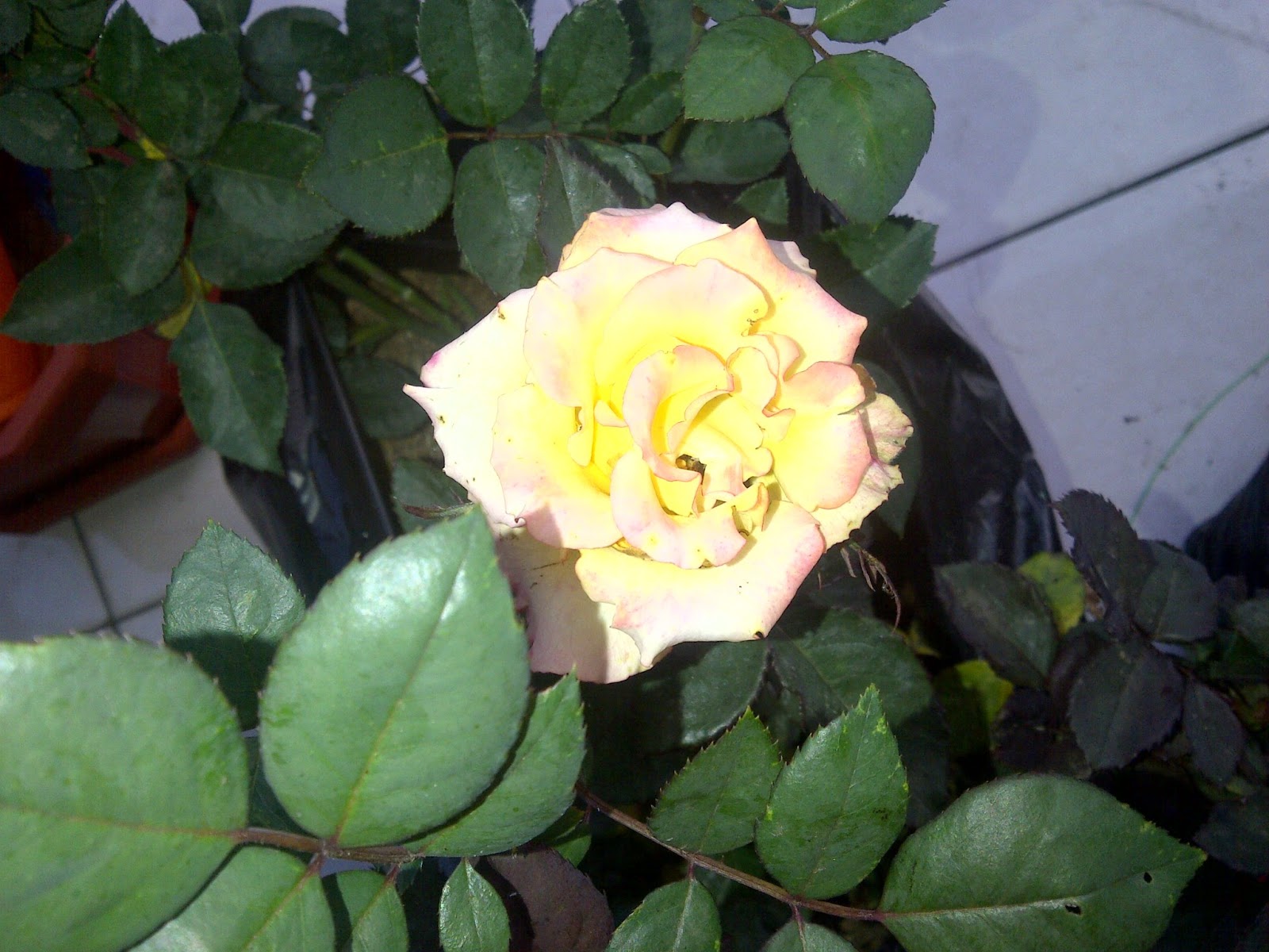 Bunga Warna-warni: Bunga Mawar Pink, Unggu, Putih, yang MeraH?