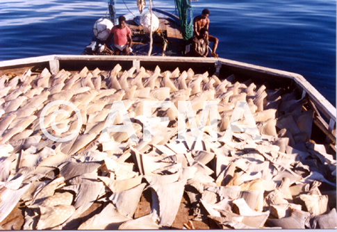 Deutsch Blog - Eli Pitegoff: Sea-Shepherd-Chef Paul Watson