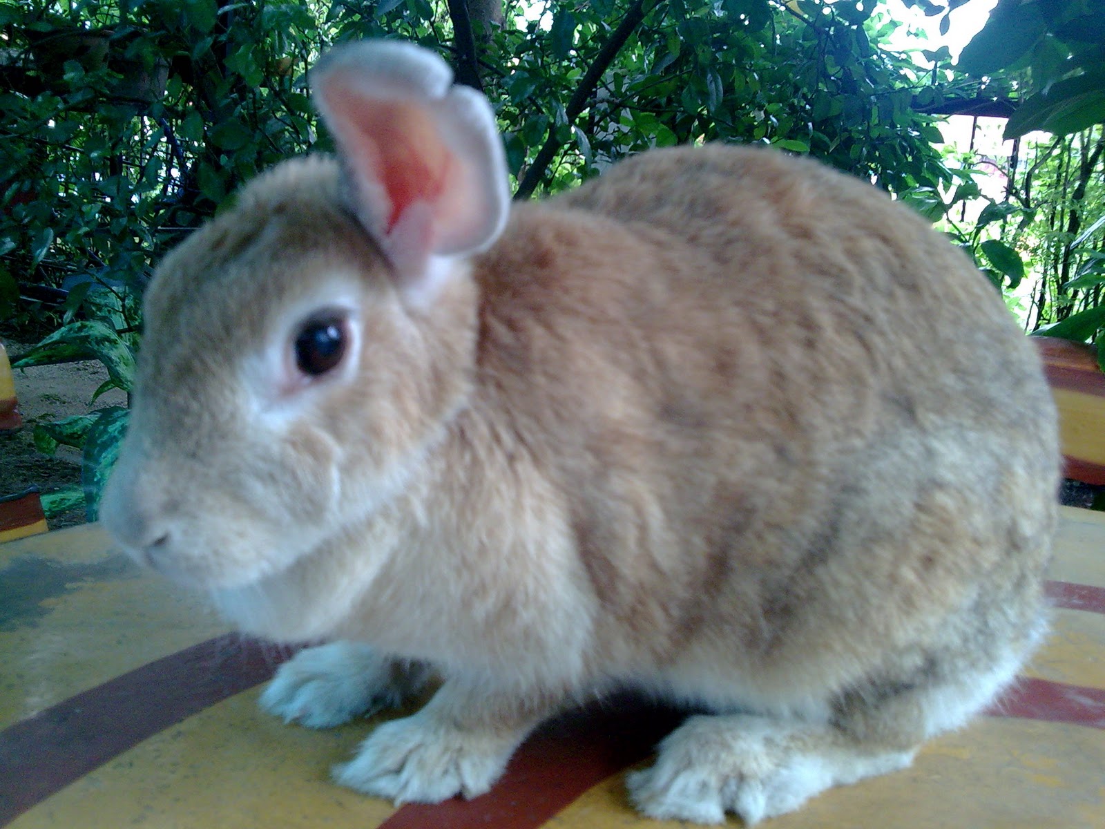 it's all about love and life: Tentang Arnab