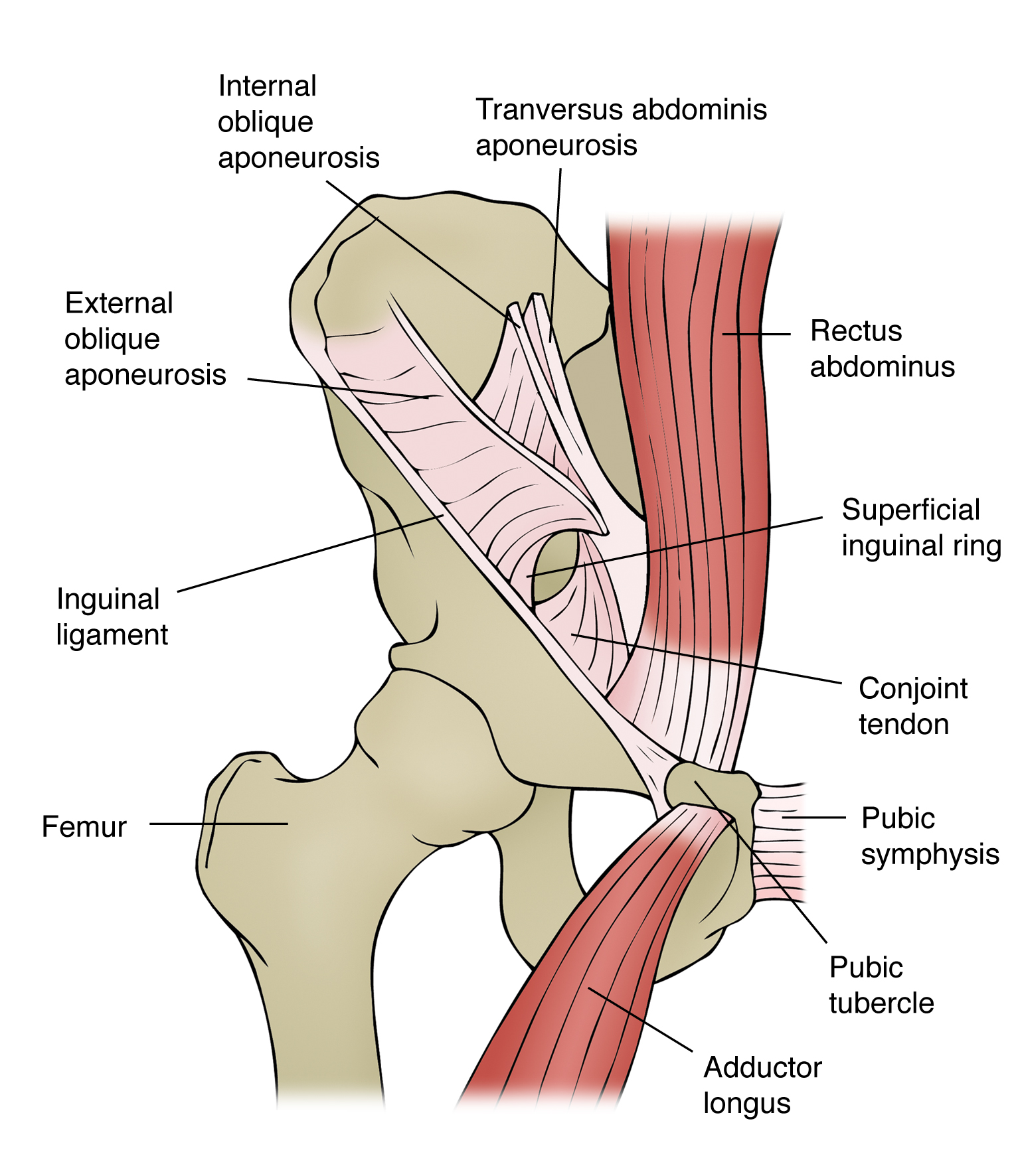 Racing Stripes Running And Osteitis Pubis