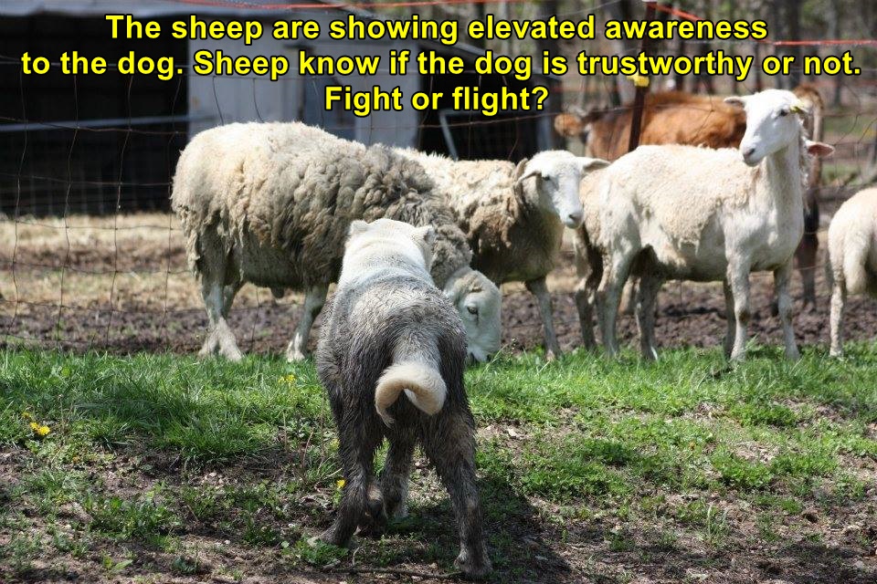 Predator Friendly Ranching : Part 1: Warning signs, play behaviour ...