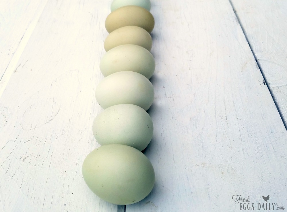 What Makes Blue Eggs Blue? - Fresh Eggs Daily® with Lisa Steele