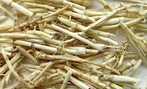 Rhizoma (Rimpang) - Farmakognosi