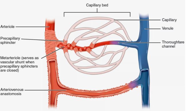 Pengertian Pertukaran Cairan Kapiler - Sekolah007