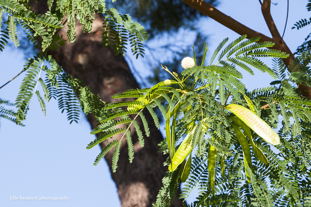 Golden Pom Pom Tree at Ricky Payne blog