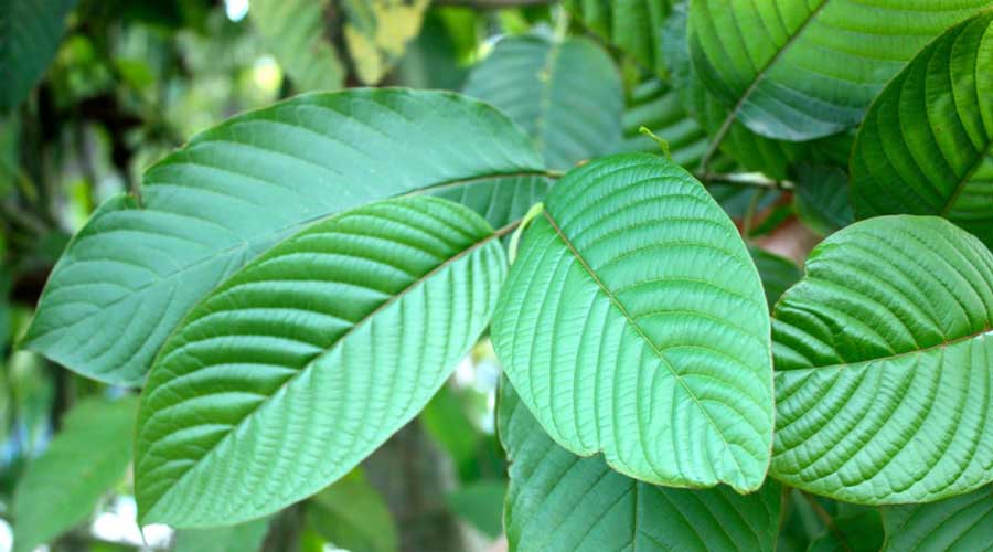 peaceful parenting: Why Is The Controversial Plant Kratom All Over The ...