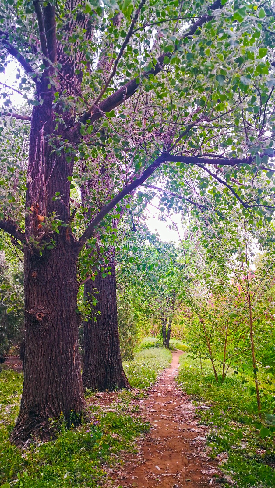 15 Tree photography pictures and photography skill