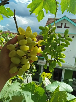 MAHAMERU SOLO: TIPS BERKEBUN ANGGUR TRANSFIGURASI