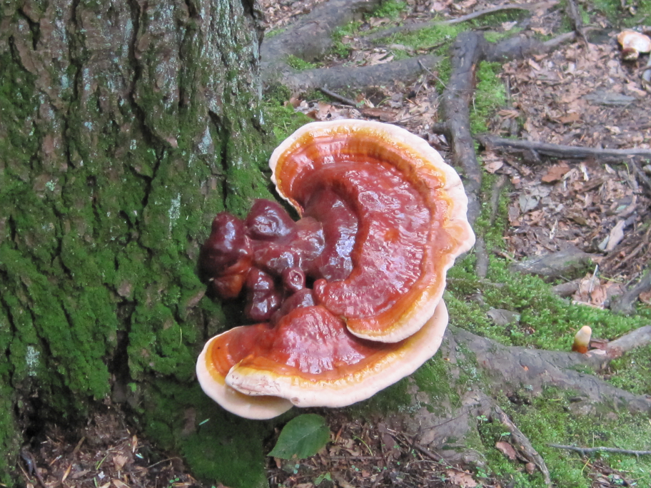 Anne's Creative Cornucopia: Tree Fungus - Pictures