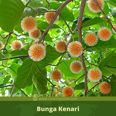 Ciri Ciri Pohon Kenari / Bangkal (Nauclea orientalis) Di Alam Liar ...