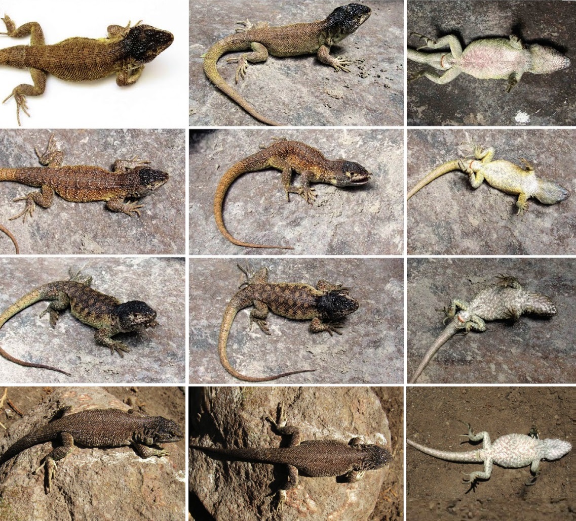 Species New to Science: [Herpetology • 2021] Liolaemus warjantay • A ...