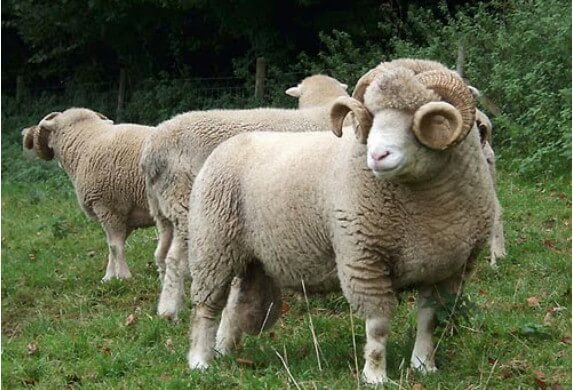 Jenis-Jenis Domba Budidaya di Indonesia - Santos Blog