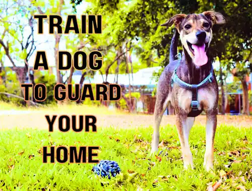 How to Train a Dog to Guard Your Home: Ensuring Your Canine's Protection
