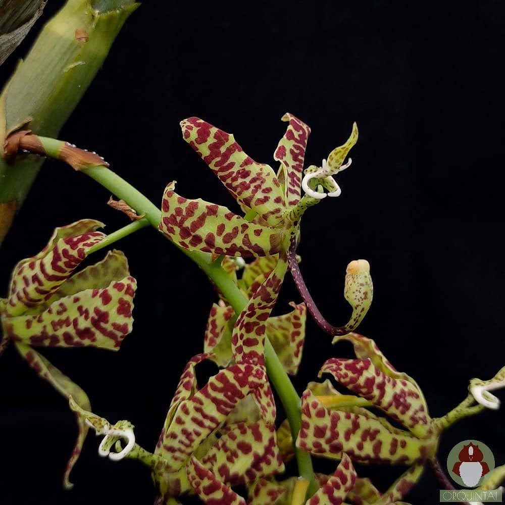 Cycnoches pentadactylon
