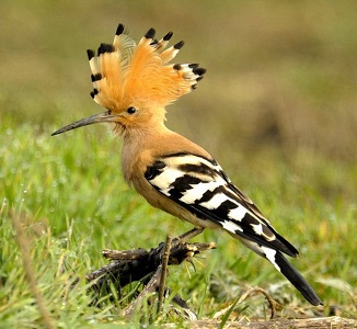 INNER TOOB: WIKI TIKI WEDNESDAY - THE HOOPOE