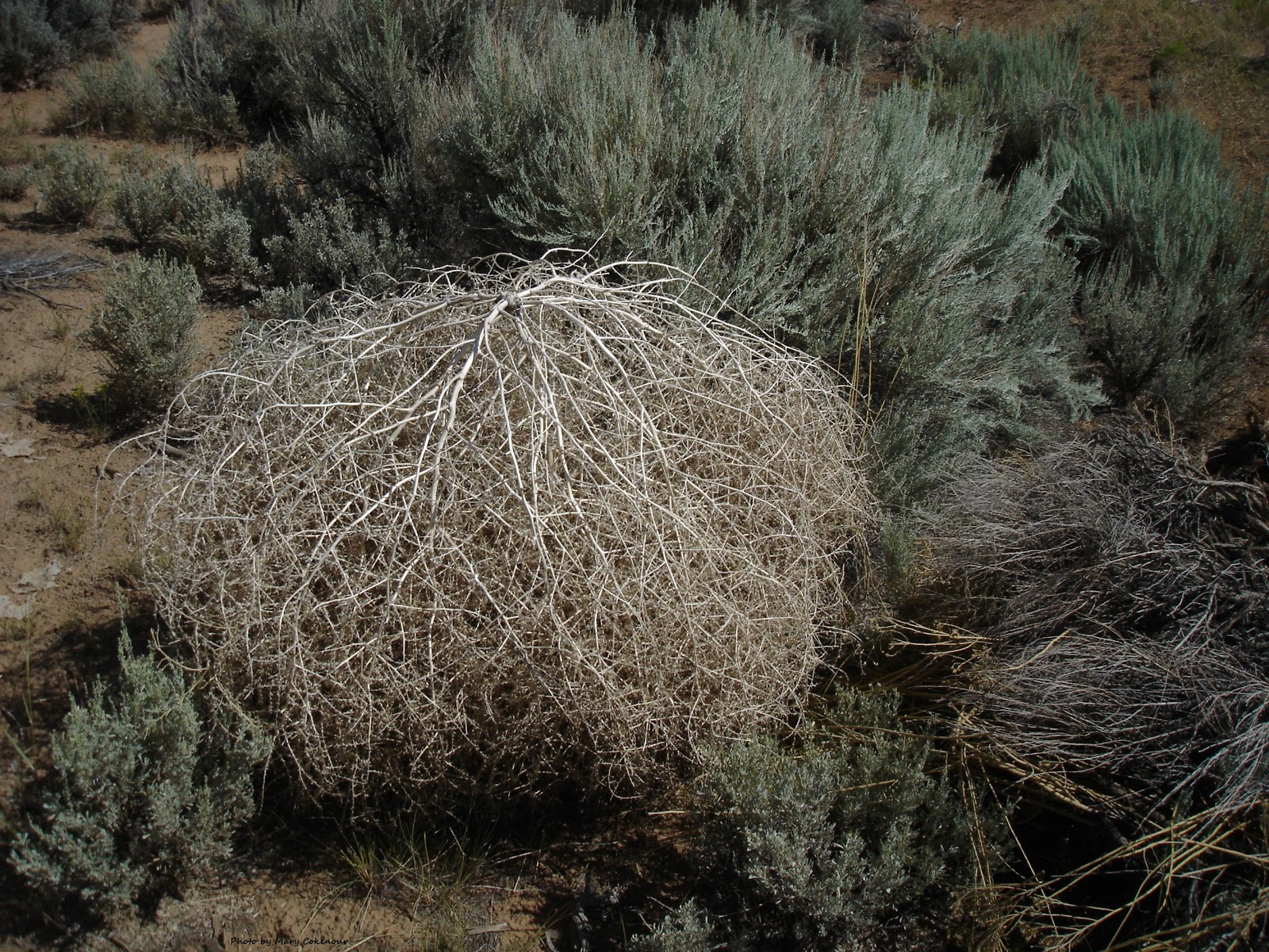 The Southwest Through Wide Brown Eyes: Now where to start this new ...