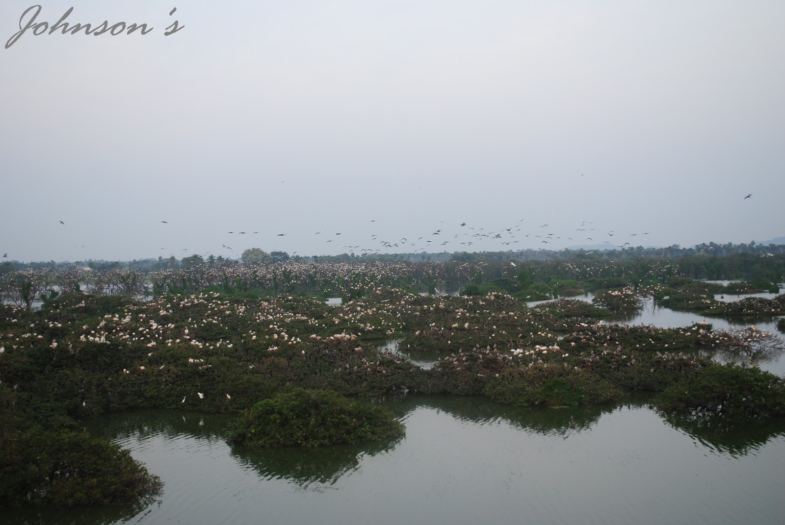 Johnson's: Vedanthangal Bird Sanctuary