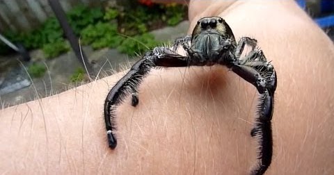 Let's GURPS: CER: The Natural Encyclopedia: Snake, Snow - Volcano Beast