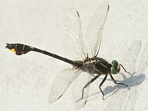Ecobirder: Cobra Clubtail Dragonfly