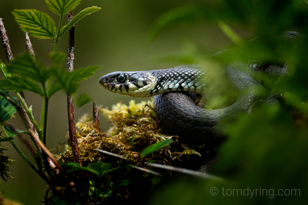 TOM DYRING WILDPHOTO / NN