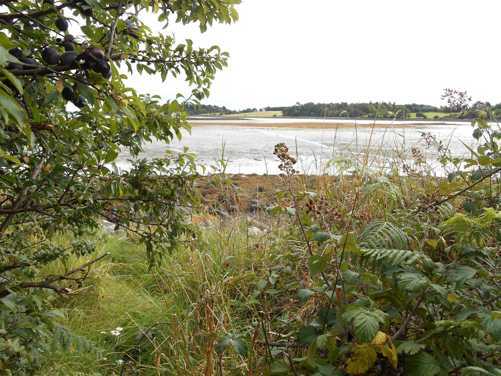 A lifetime of Islands: Island 290 - Reagh Island, Strangford Lough ...