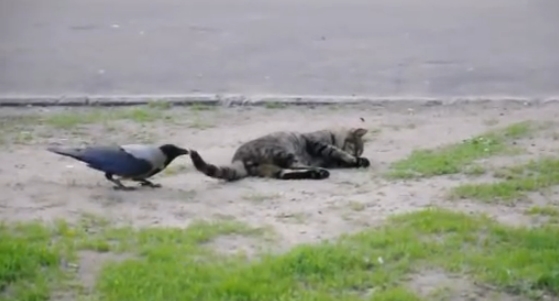 White Wolf : Siberian Hooded Crow Obsessed With Cat's Tail (Video)
