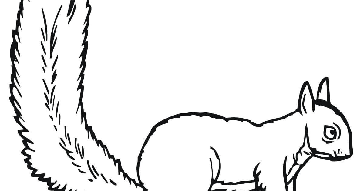 Gambar Mewarnai Hewan Tupai - Beli Smartfren