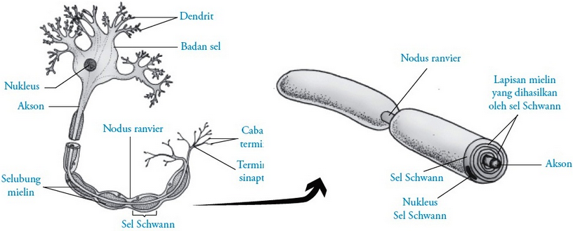 STRUKTUR SEL SARAF MANUSIA ~ MATERI DAN SOAL IPA UNTUK SMA