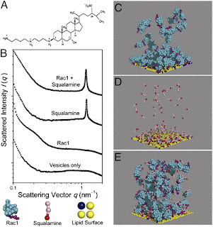 The Boundless Thicket: Is a shark-derived molecule the key to fighting ...