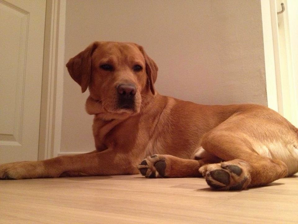 Labrador Retriever Formel 1